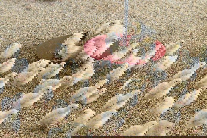 Day old Broiler chicks