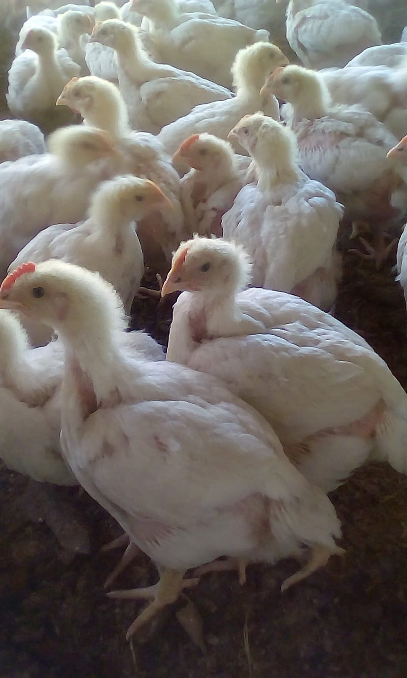 four (4) Week Old Broiler birds for sale