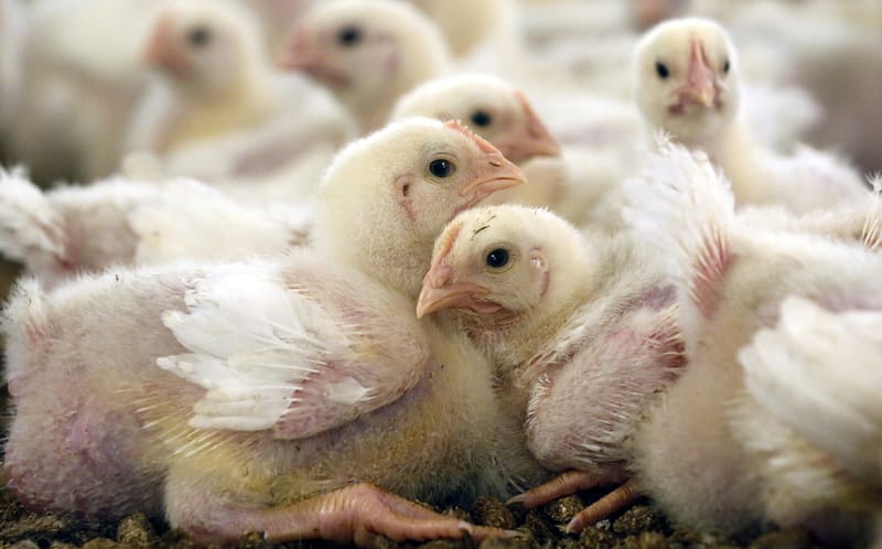 LIVE STOCK - our poultry place