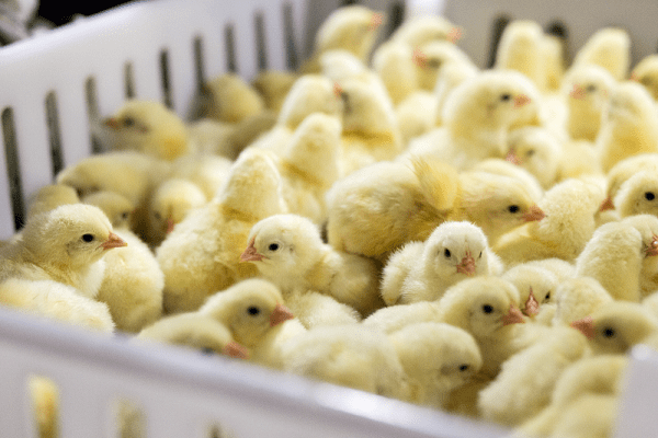 BROILER FARMING PACKAGE 200 INCLUDES: