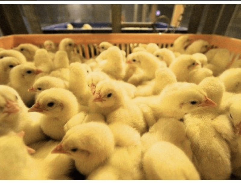 COMBOS - our poultry place