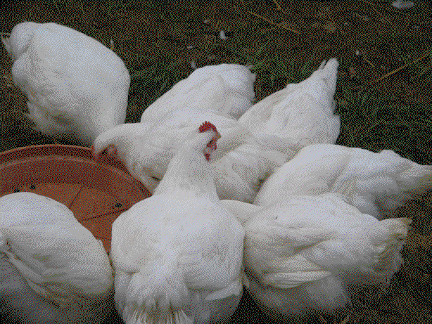LIVE STOCK - our poultry place