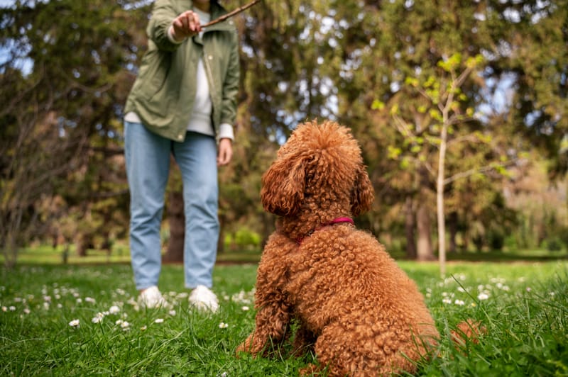 What are the Best Training Techniques for Cockapoo Puppies?