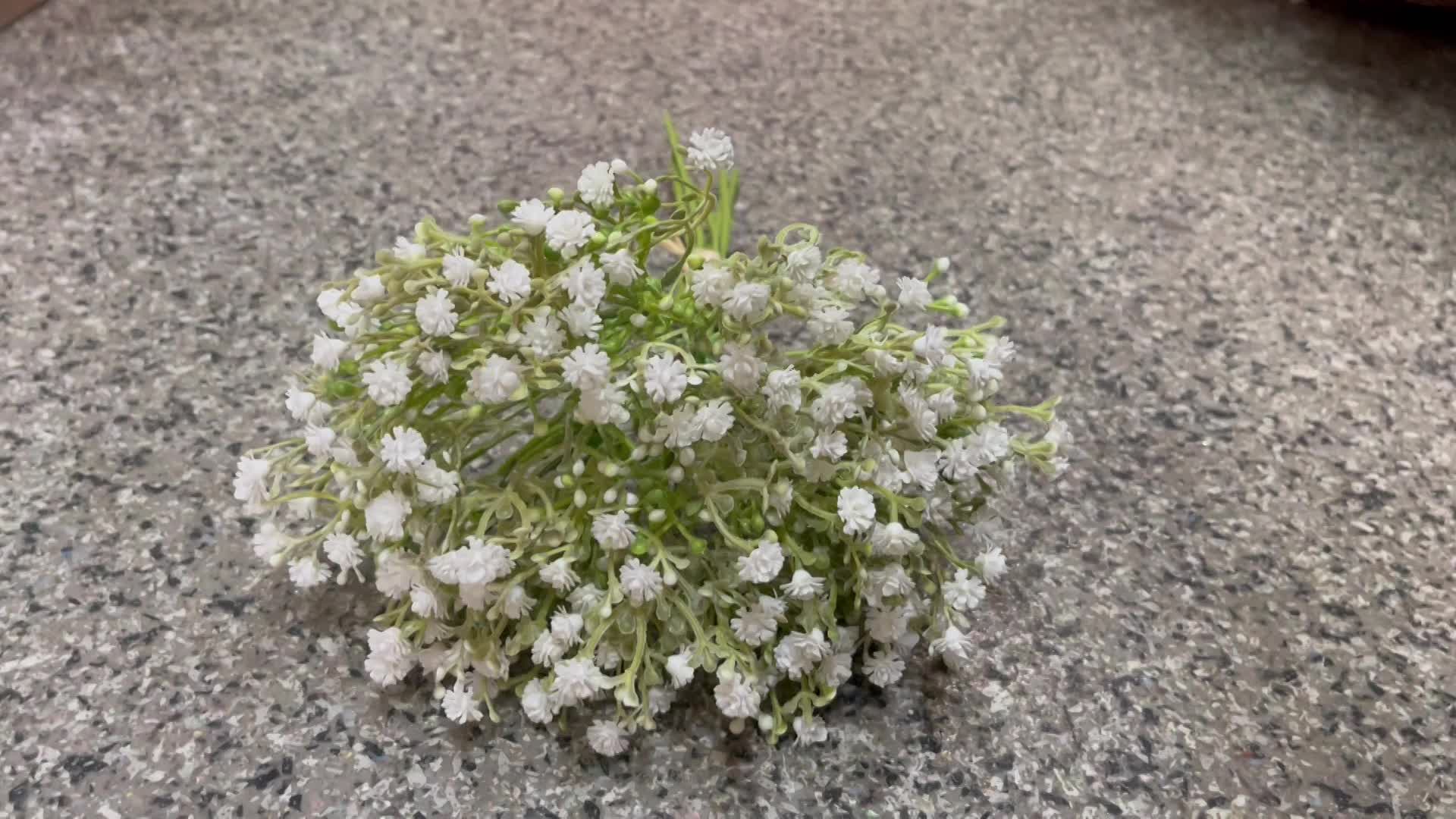 GYPSOPHILA