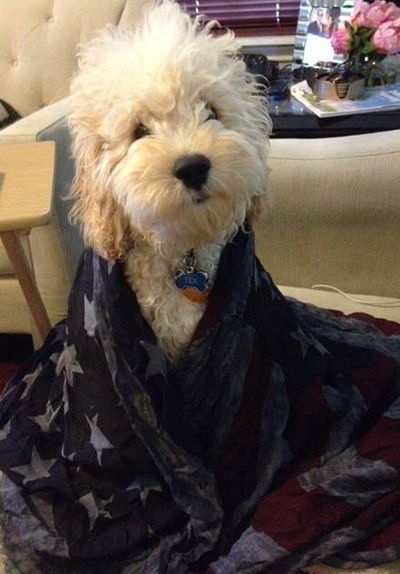 Cockapoo Photo Gallery - Florida Cockapoos