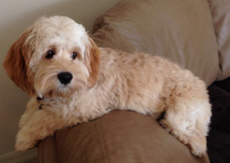 Cockapoo Photo Gallery - Florida Cockapoos