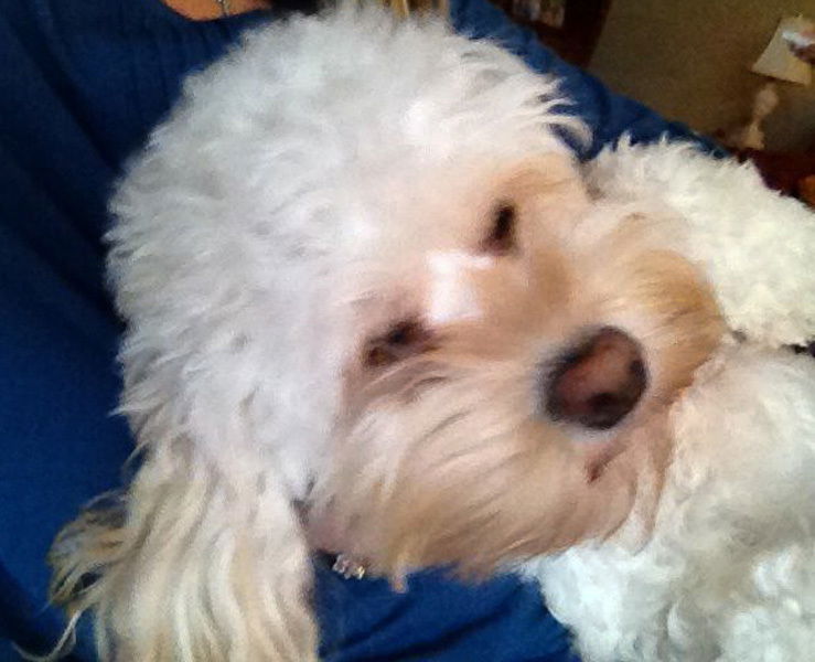 Cockapoo Photo Gallery - Florida Cockapoos