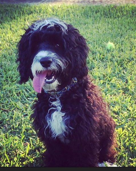 Cockapoo Photo Gallery - Florida Cockapoos