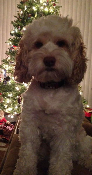 Cockapoo Photo Gallery - Florida Cockapoos