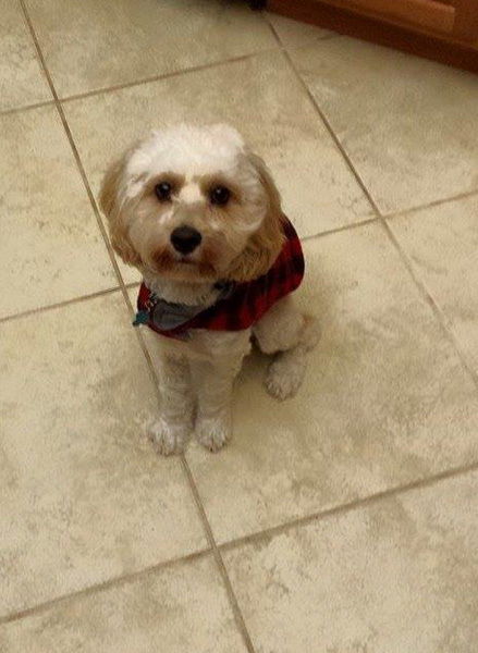 Cockapoo Photo Gallery - Florida Cockapoos