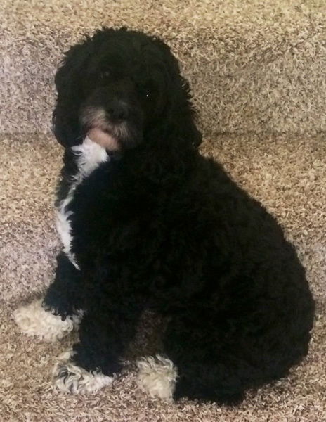 Cockapoo Photo Gallery - Florida Cockapoos