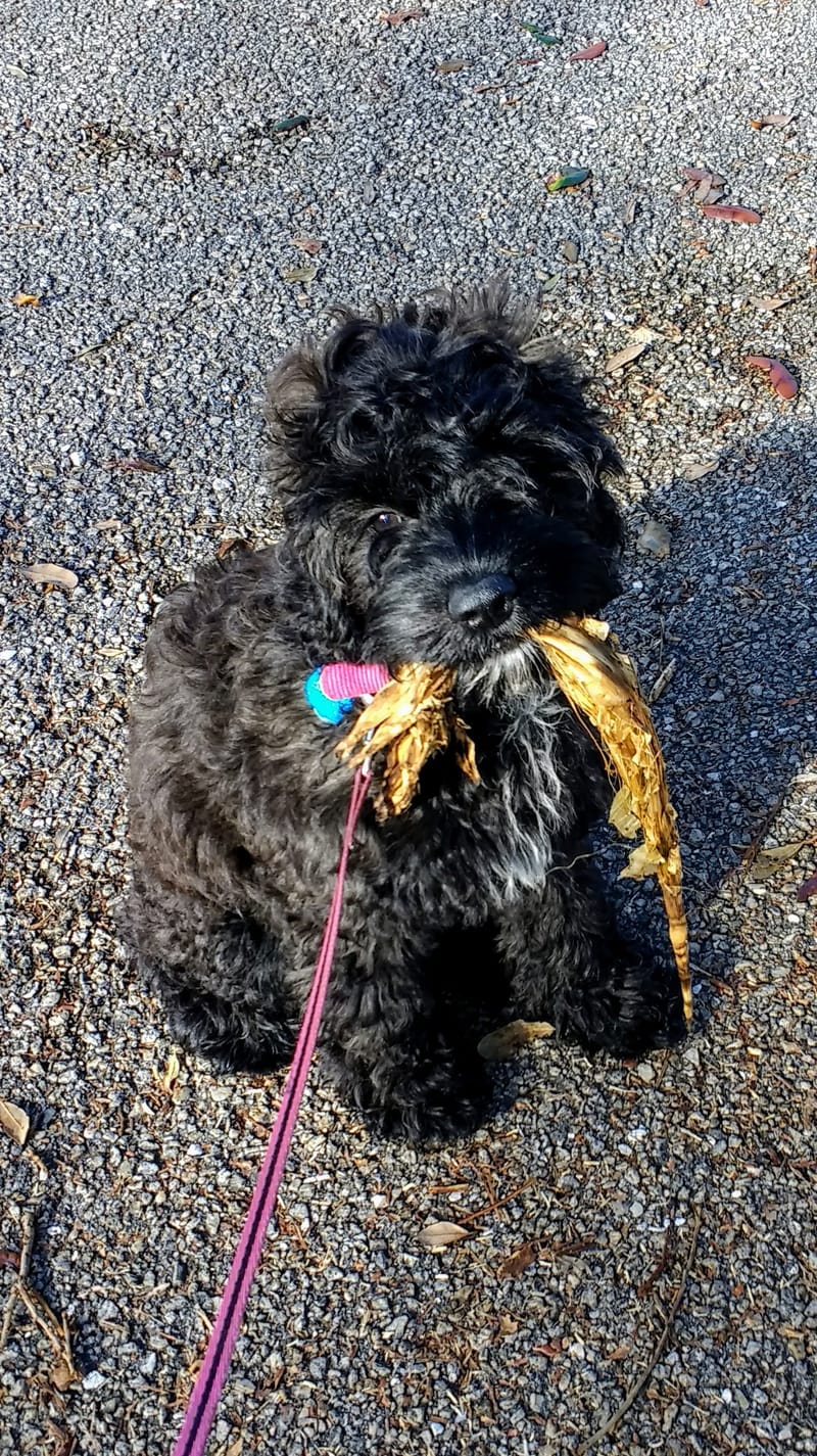 Cockapoo Photo Gallery - Florida Cockapoos