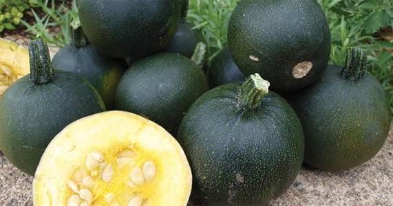 Gem Squash - 1Kg - Cyrus Farm Health Store