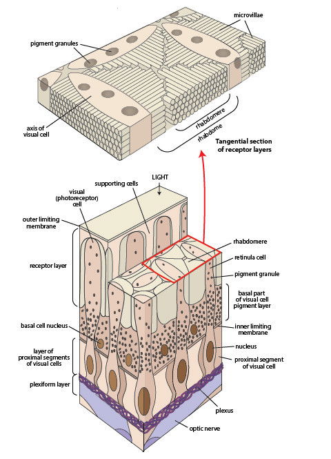 Octopus retina - Figure 7.37 - Molluscbook