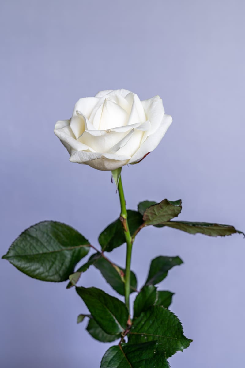 Single Roses - roses247