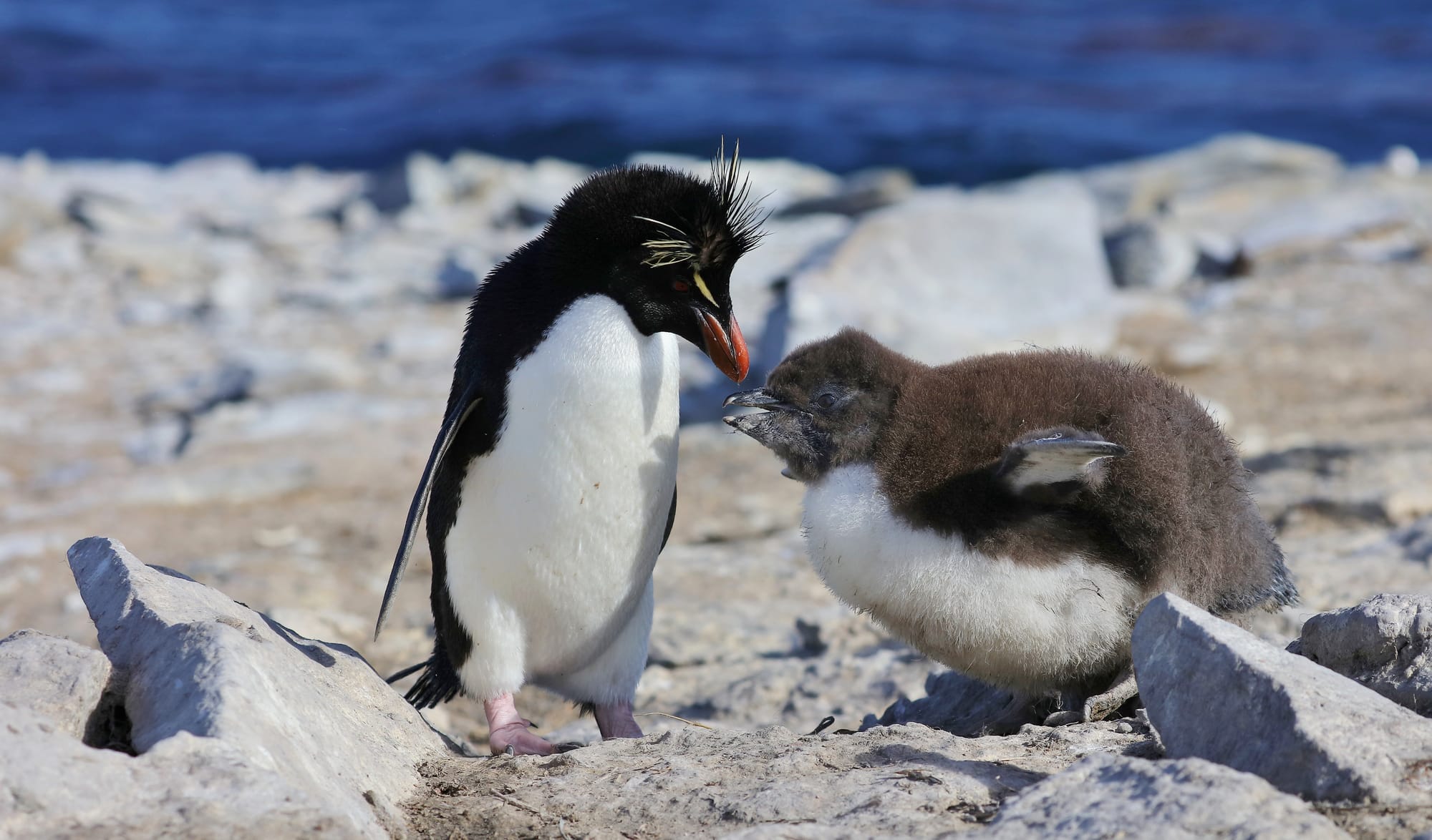 Southern Rockhopper Penguins - Sealion Island - Earth's Wild Wonders