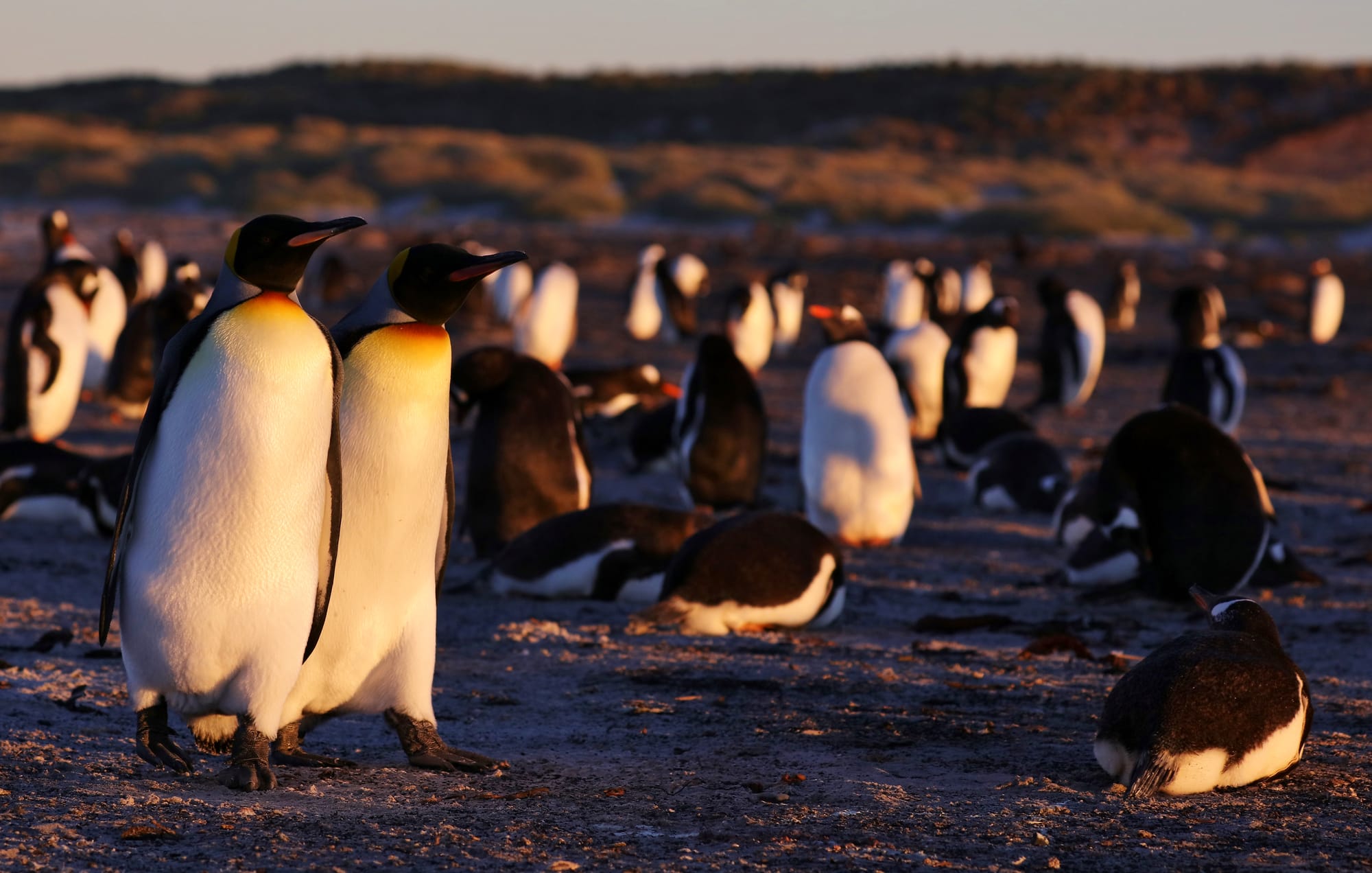King Penguins - Sealion Island - Falkland Islands - Earth's Wild Wonders