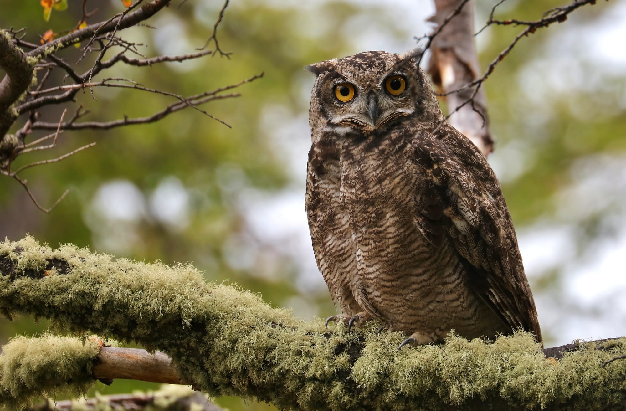 Lesser Horned Owl - Magellanic Horned Owl - Torres del Paine National ...