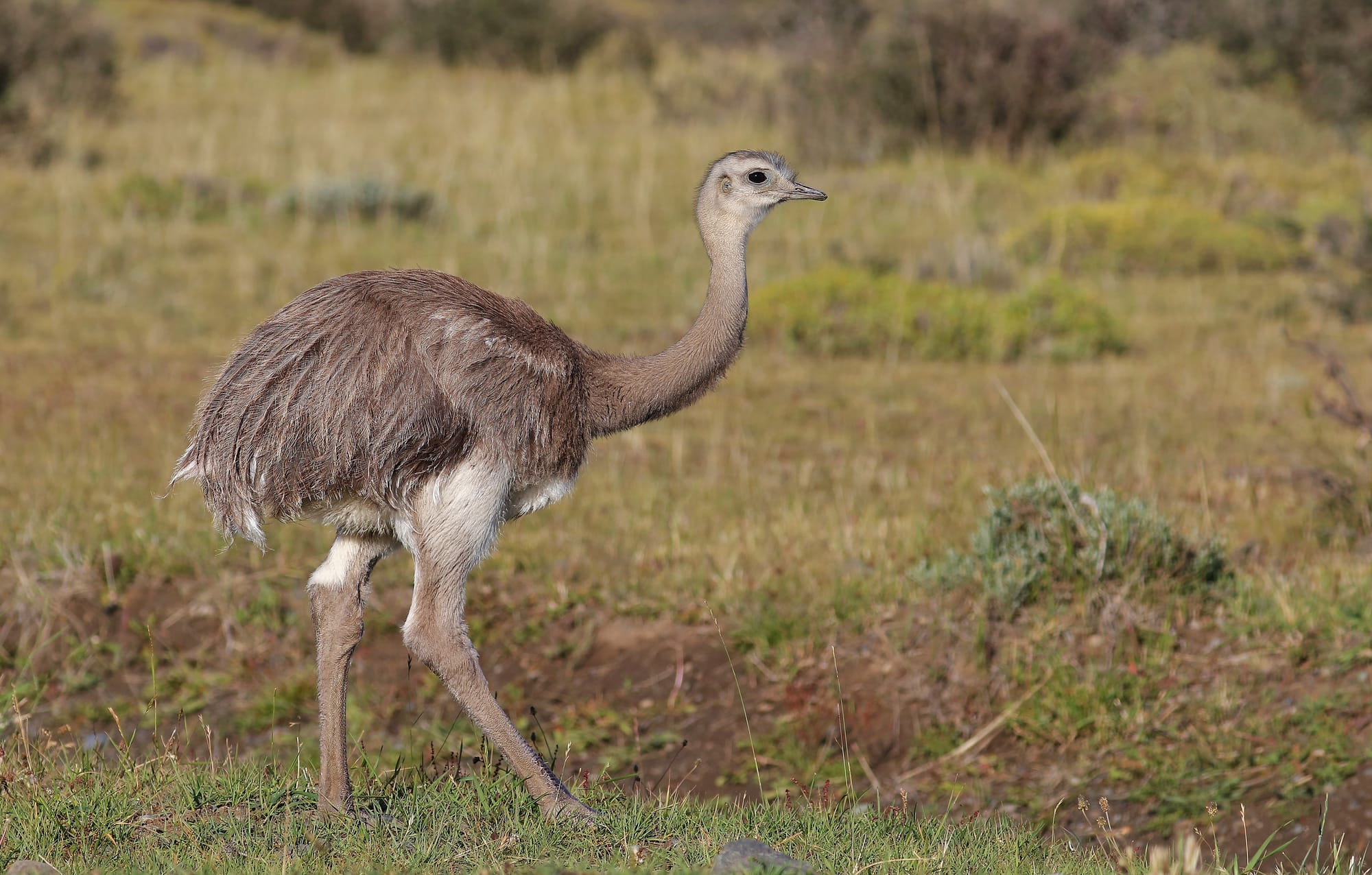 Darwin's Rhea - Torres del Paine National Park - Patagonia - Earth's ...