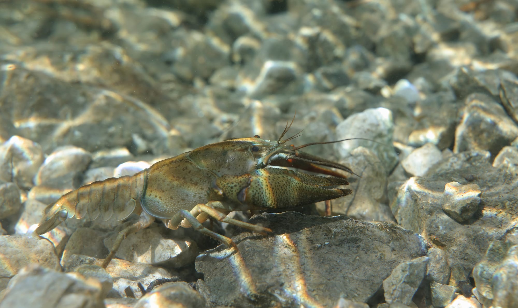 Flusskrebs - Eibsee - Bayern - Deutschland - Earth's Wild Wonders