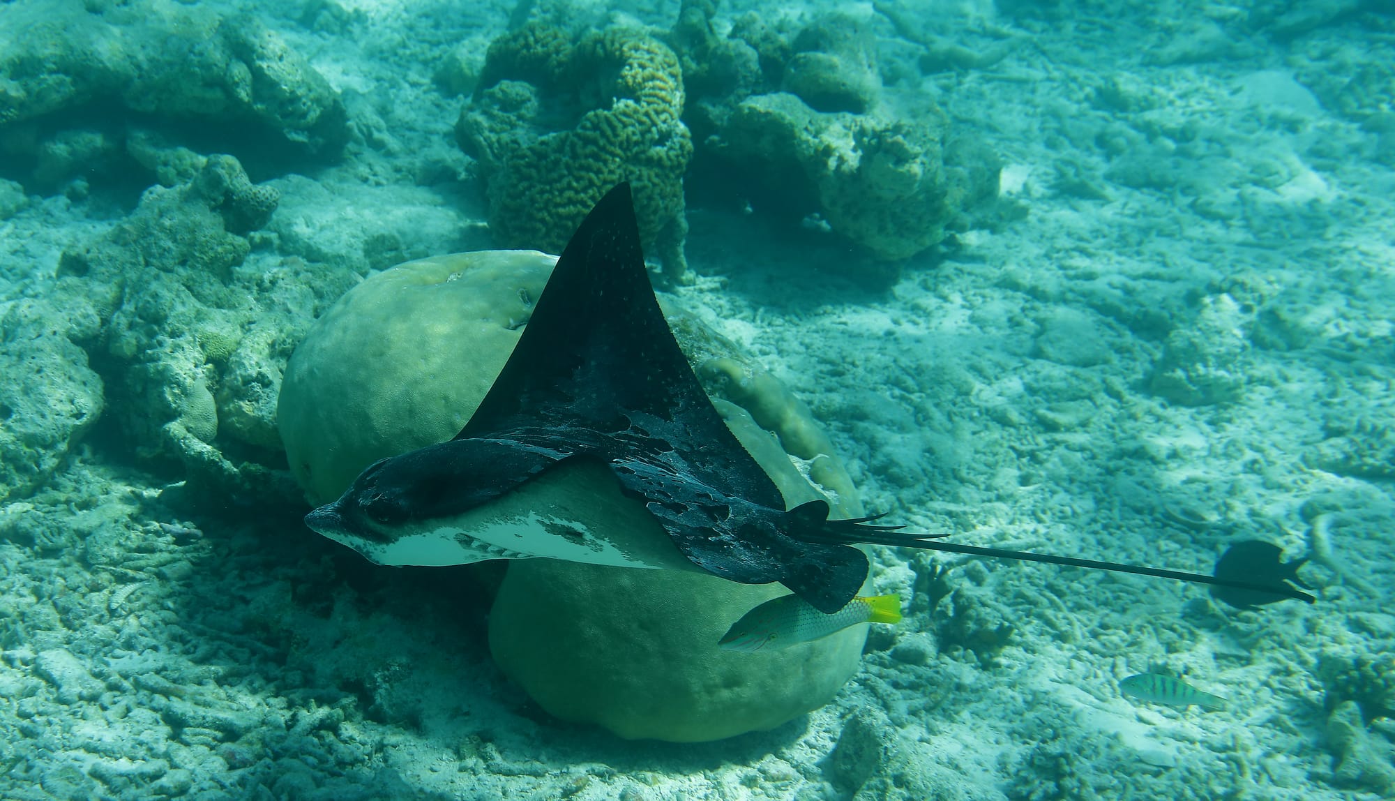 Gewöhnlicher Adlerrochen - Fihalhohi - Malediven - Earth's Wild Wonders