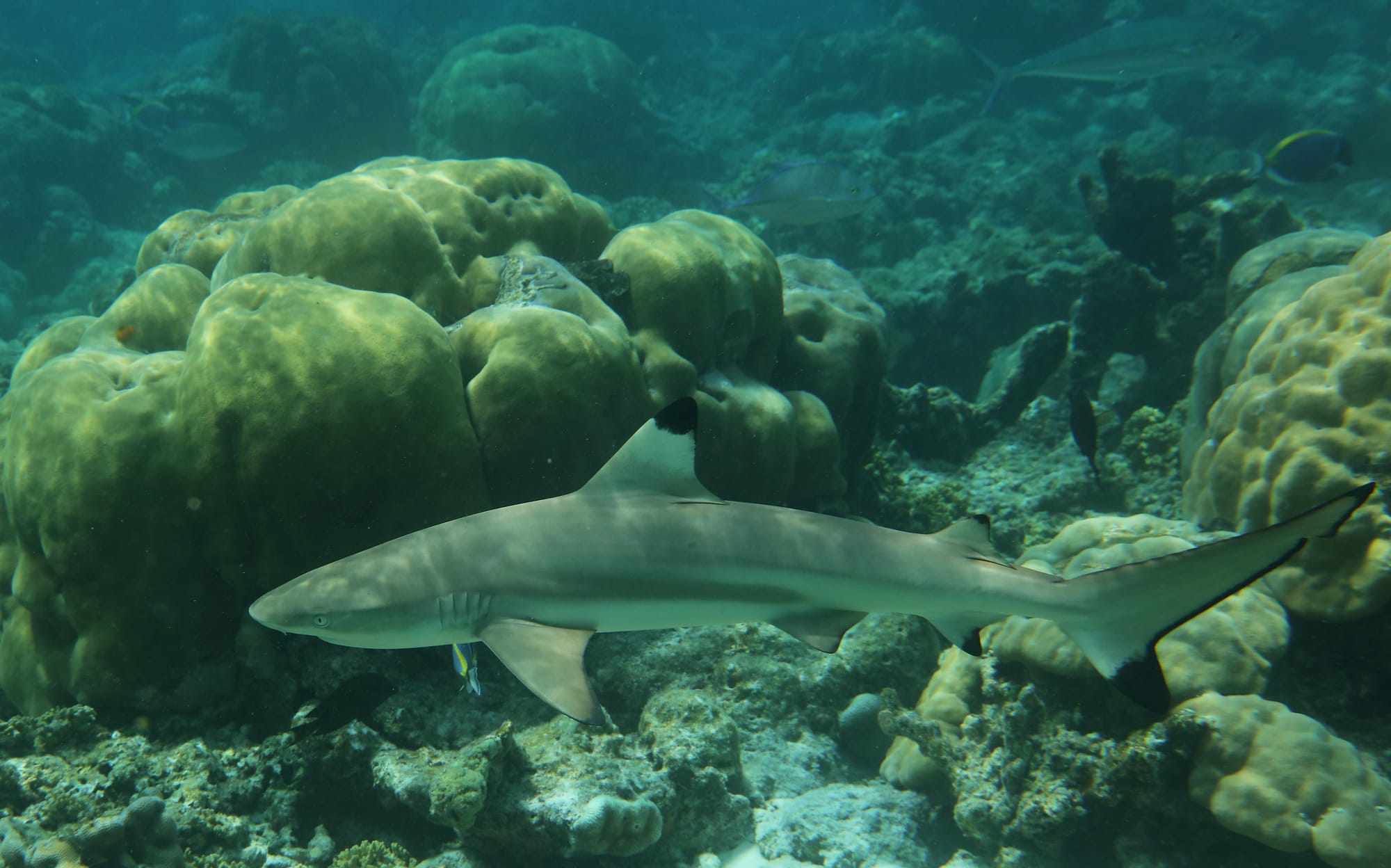 Schwarzspitzen-Riffhai - Fihalhohi - Malediven - Earth's Wild Wonders