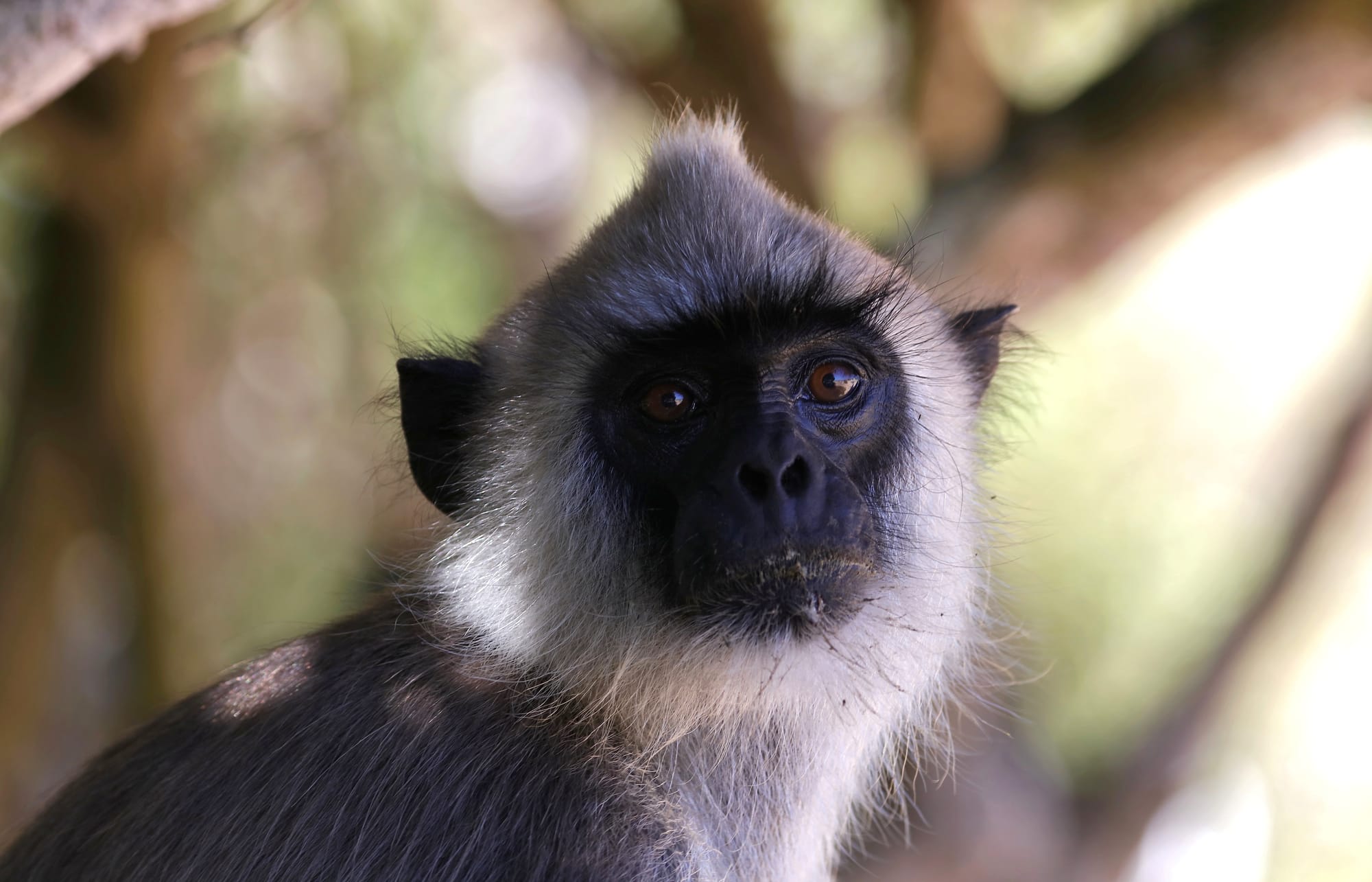Langur Monkey - Uga Chena Huts - Earth's Wild Wonders