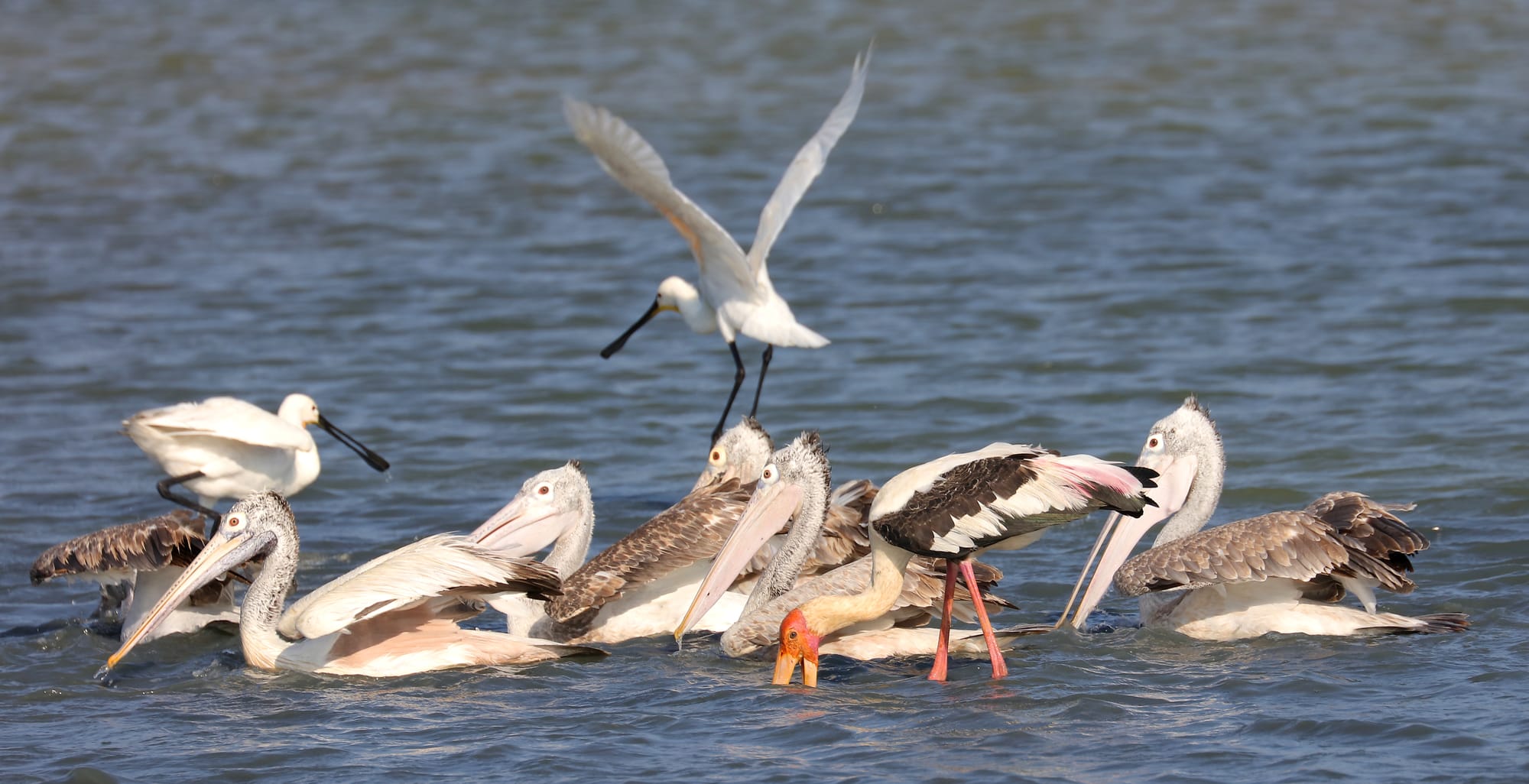 Spot-billed Pelican - Painted Stork - Eurasian Spoonbill - Bundala ...