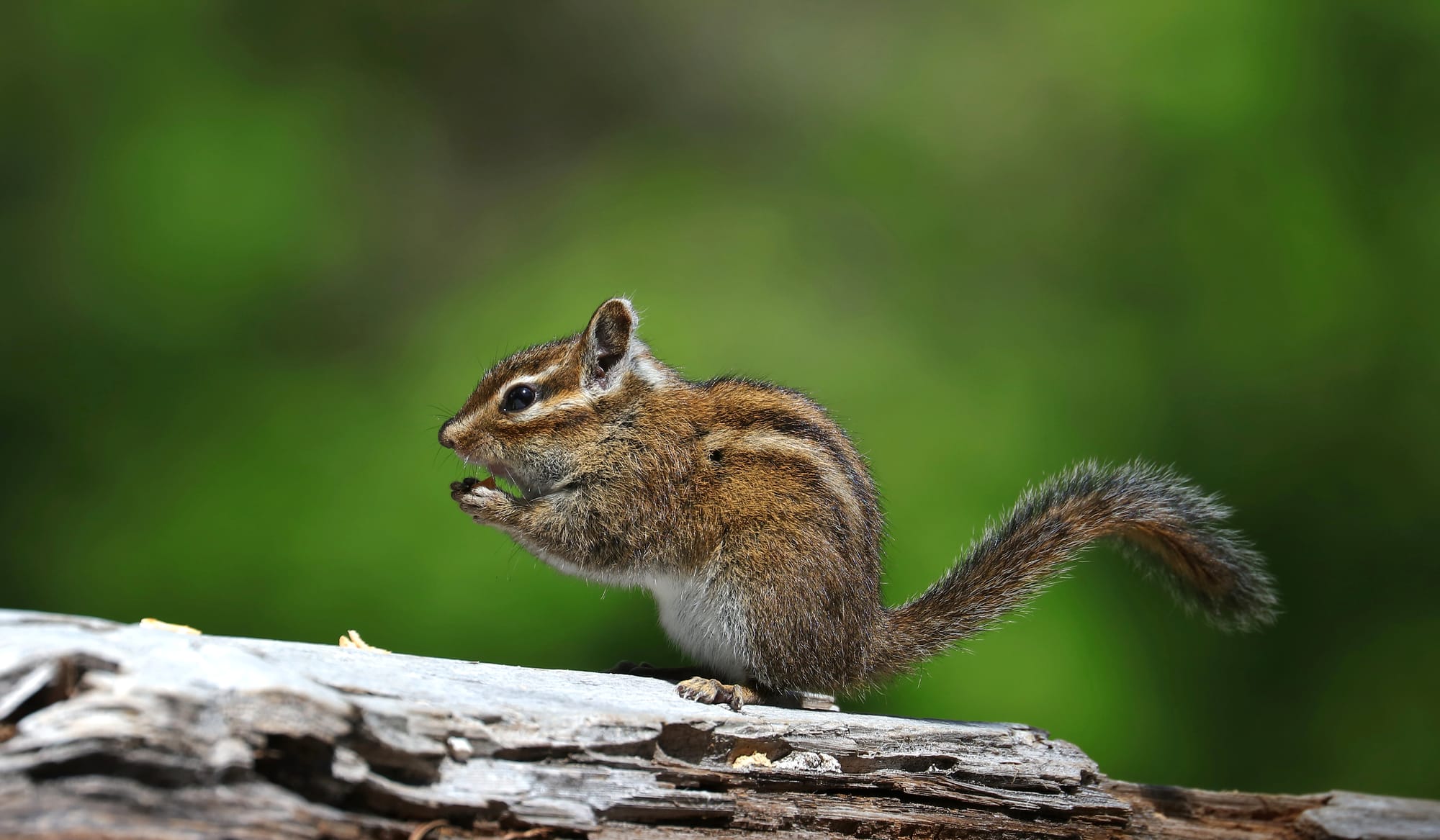Townsend's Chipmunk - Lost Lake - Mount Hood National Forest - Earth's ...