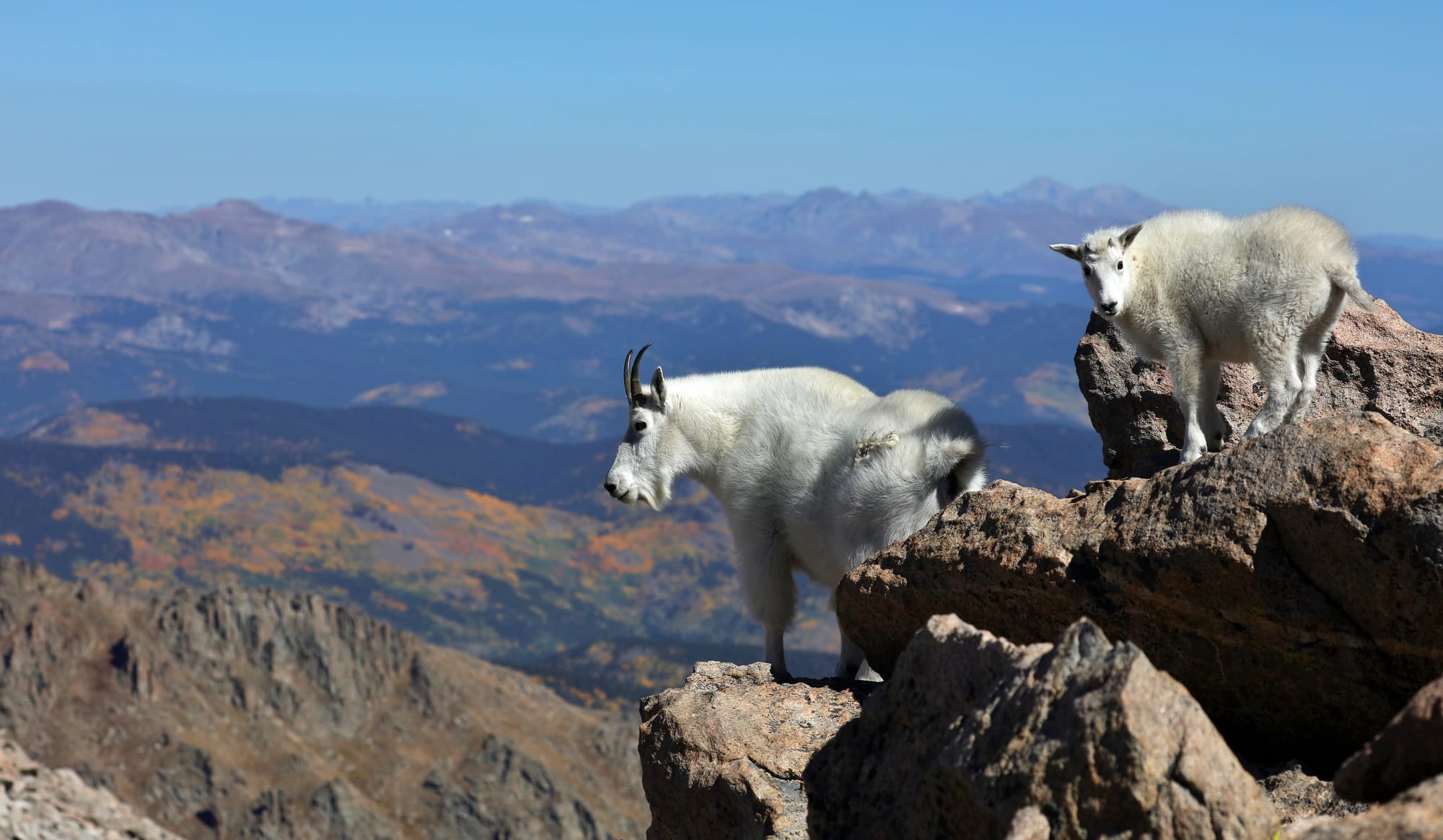 Mountain Goat - Mount Evans - Rocky Mountains - Earth's Wild Wonders