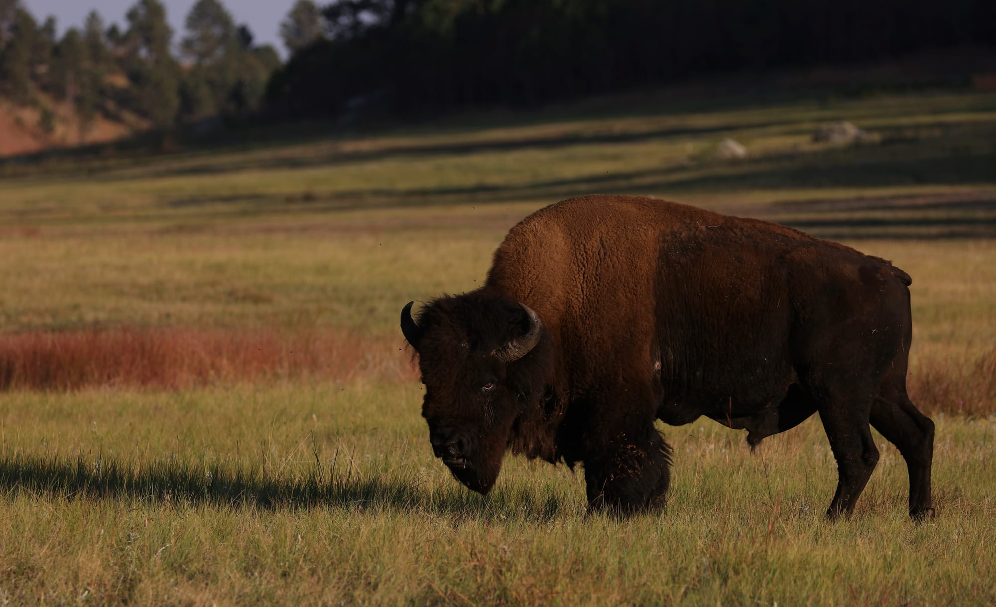 Bison - Wind Cave Nationalpark - Earth's Wild Wonders