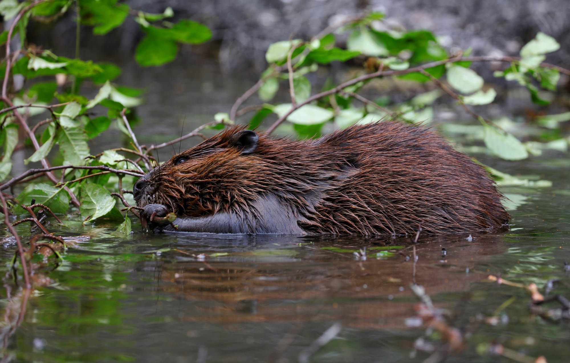Kanadischer Biber - Horseshoe Lake - Denali Nationalpark - Earth's Wild ...