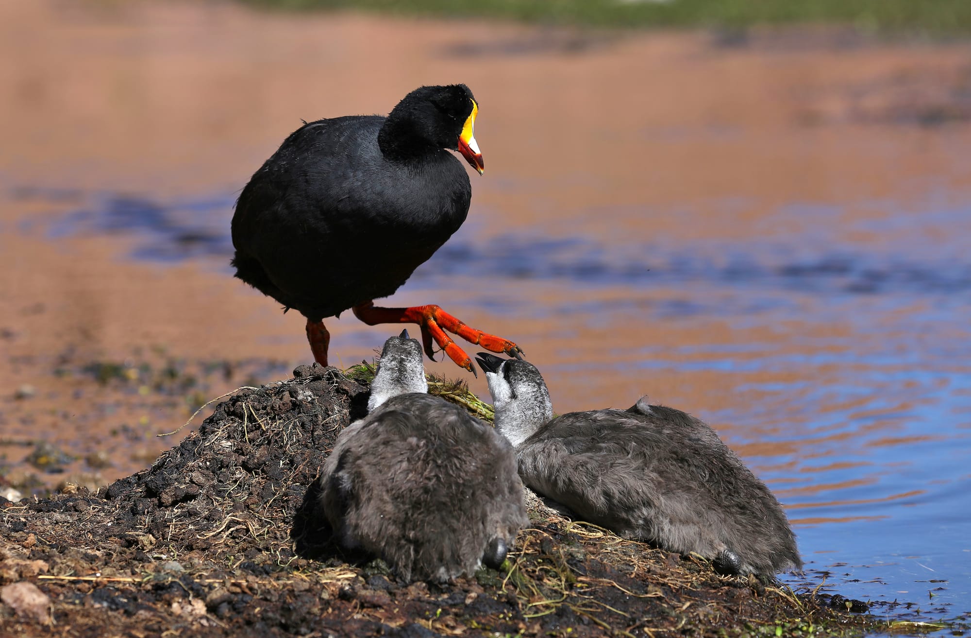 Giant Coot Family - Atacama Desert - Earth's Wild Wonders