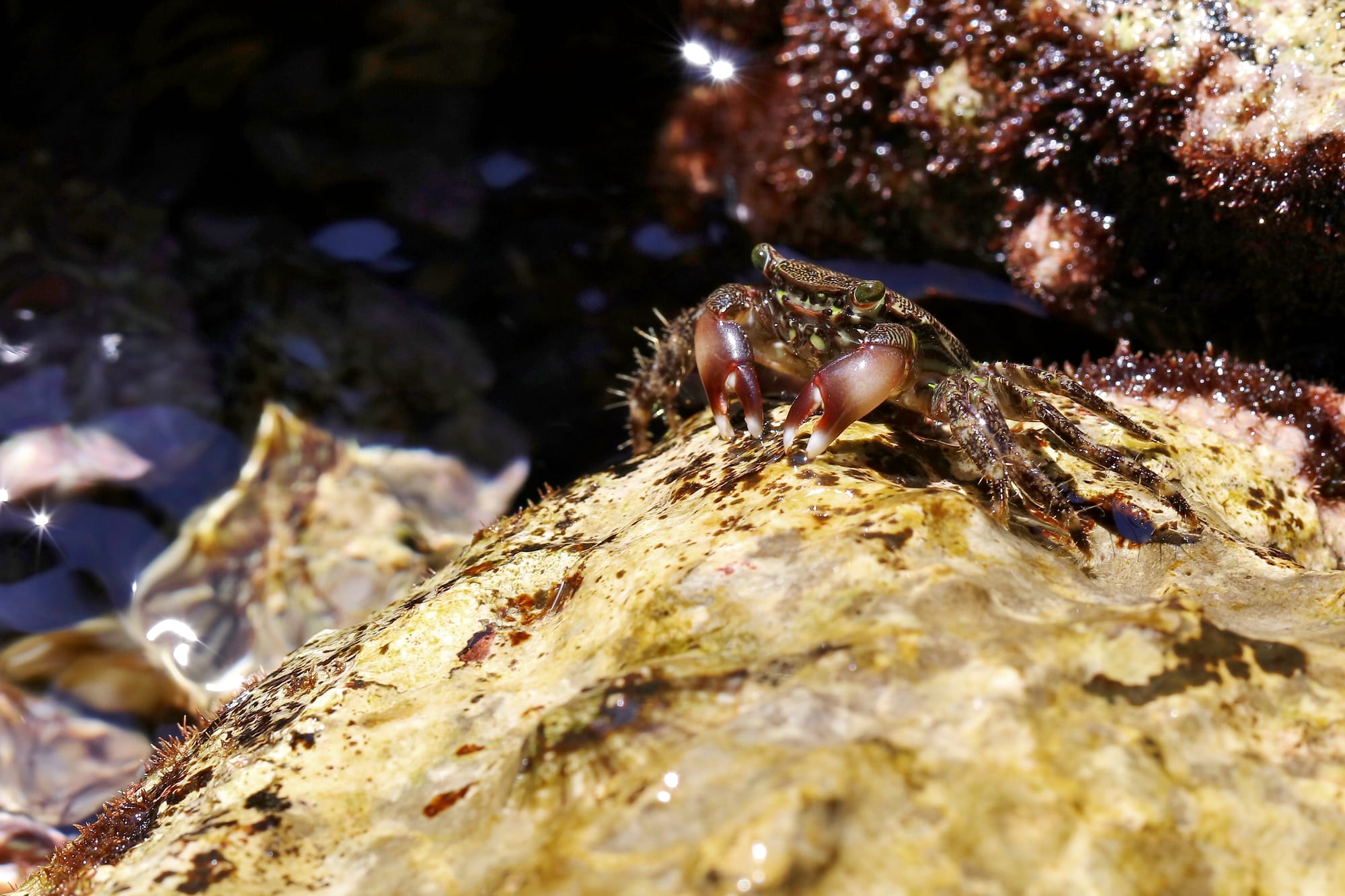 Marbled Rock Crab - Croatia - Trpanj - Pelješac - Earth's Wild Wonders