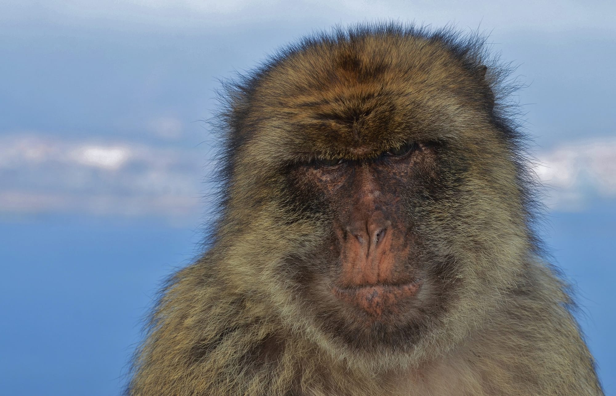 Angry Barbary Macaque - Rock of Gibraltar - Earth's Wild Wonders