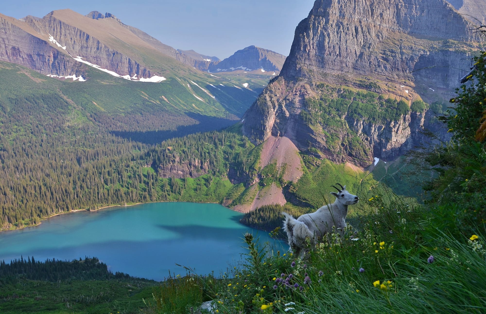 Mountain Goat - Grinnell Lake - Glacier National Park - Montana - Earth ...