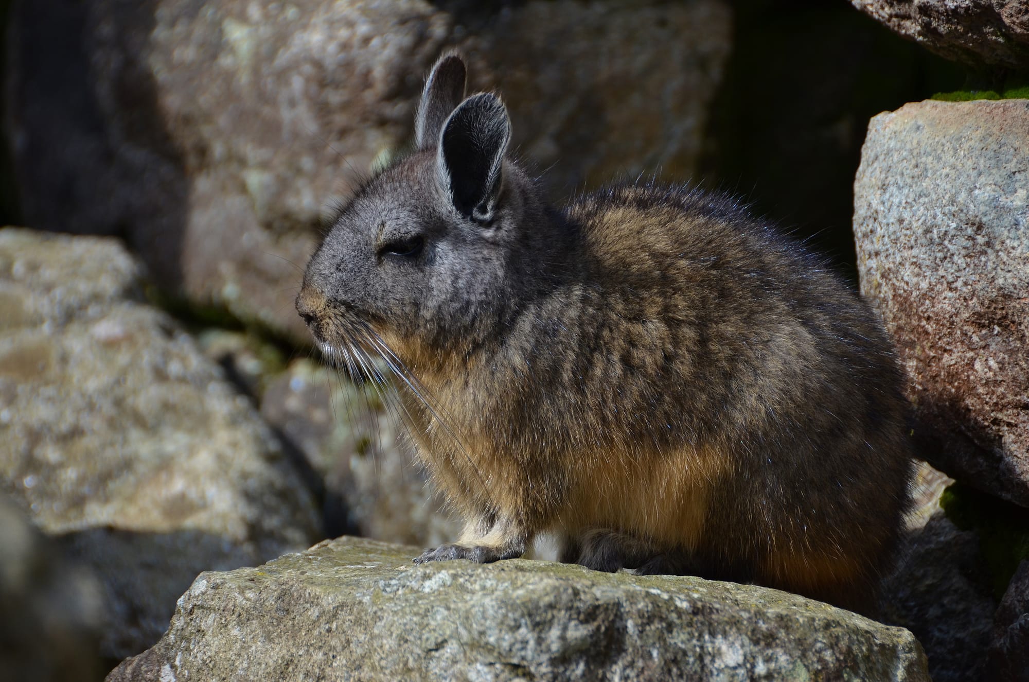 Northern Viscacha - Machu Picchu - Peru - Earth's Wild Wonders