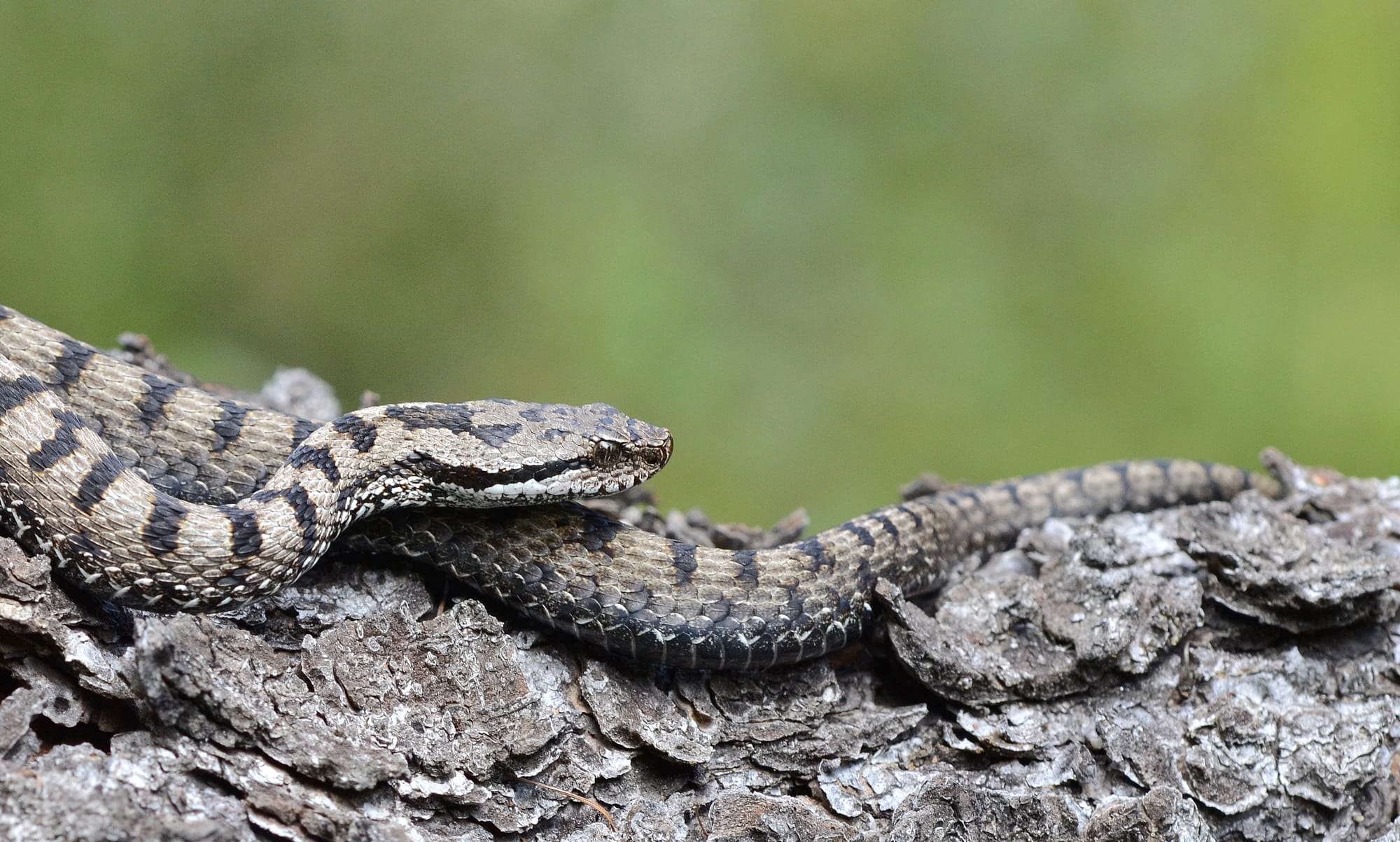 Asp Viper - Gran Paradiso National Park - Italy - Earth's Wild Wonders