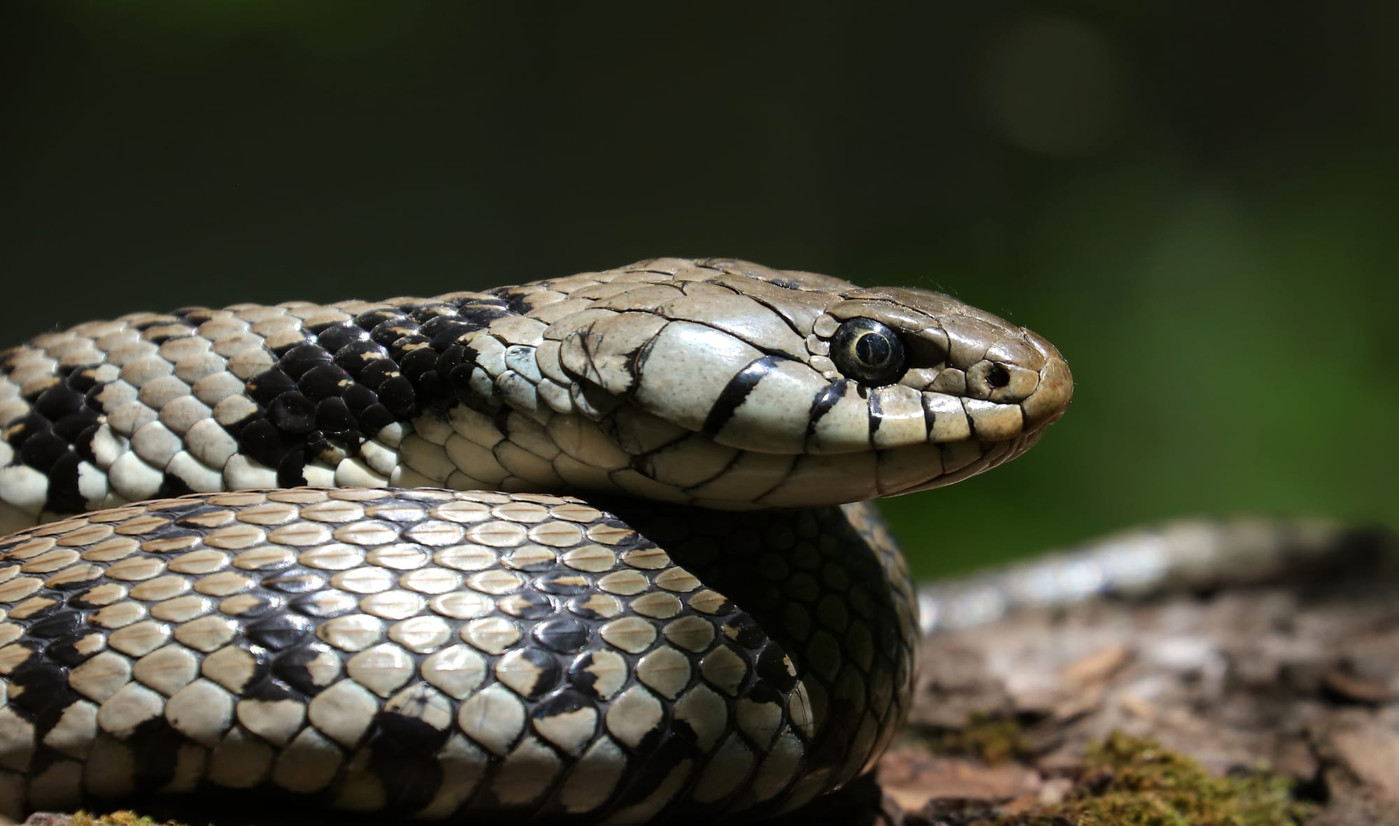Biscia dal Collare - Boschi di Carrega - Emilia-Romagna - Earth's Wild ...