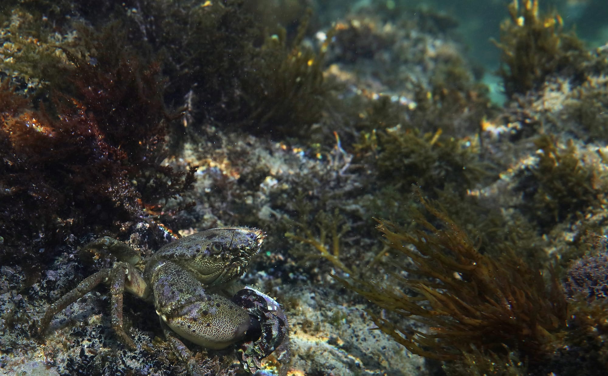 Granchio Favollo - Spiaggia Mezzavalle - Parco Regionale Naturale del ...