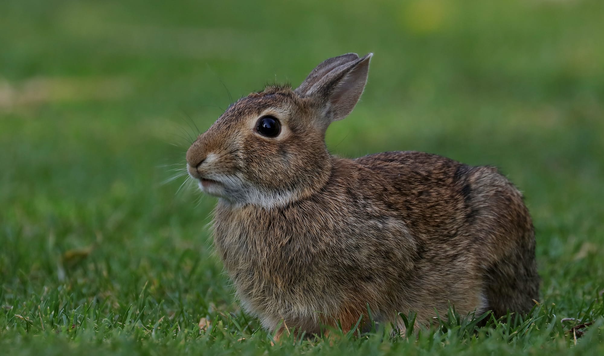 European Rabbit - Torbiere del Sebino - Lombardy - Earth's Wild Wonders