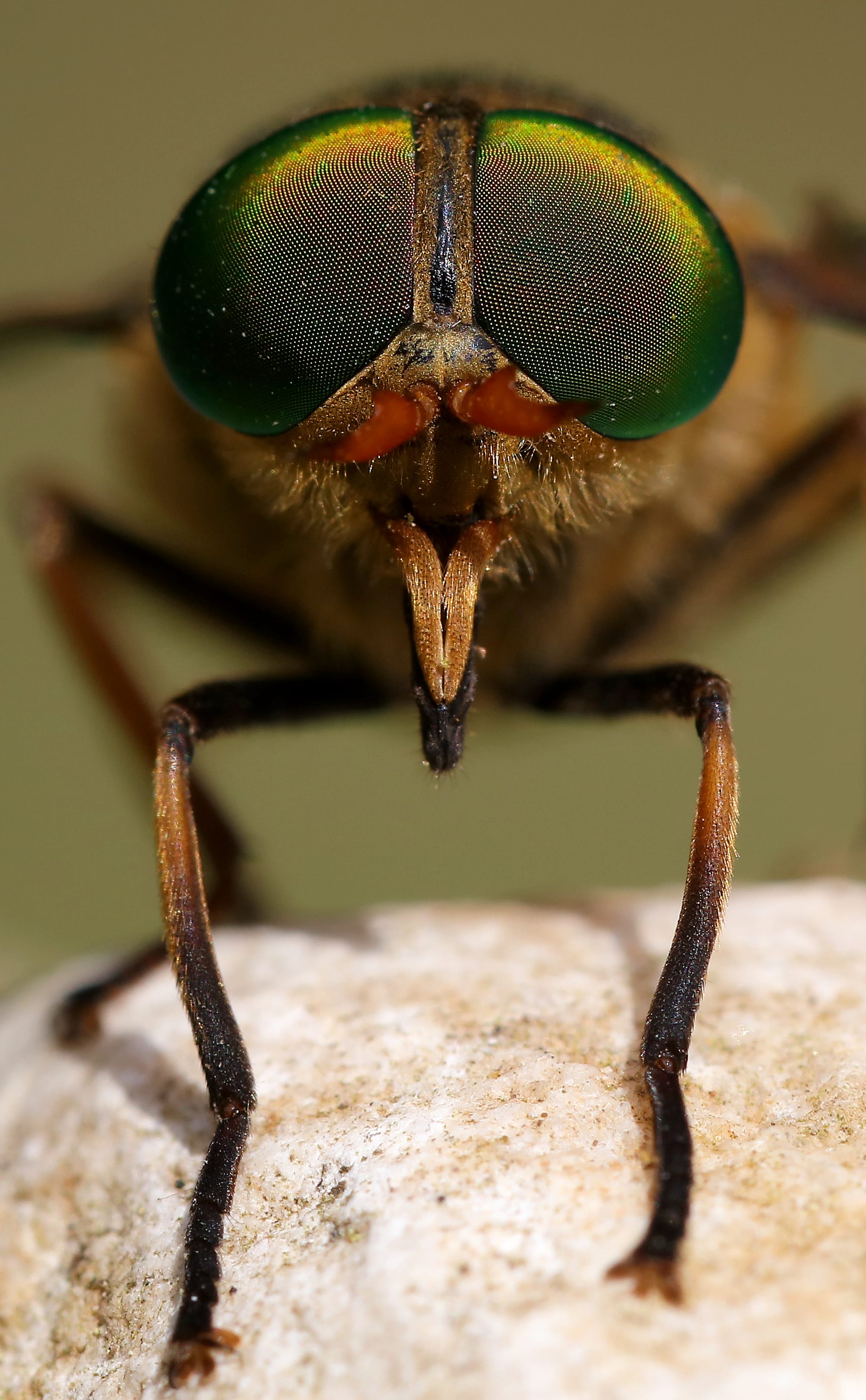 Tafano Comune - Veneto - Italia - Earth's Wild Wonders