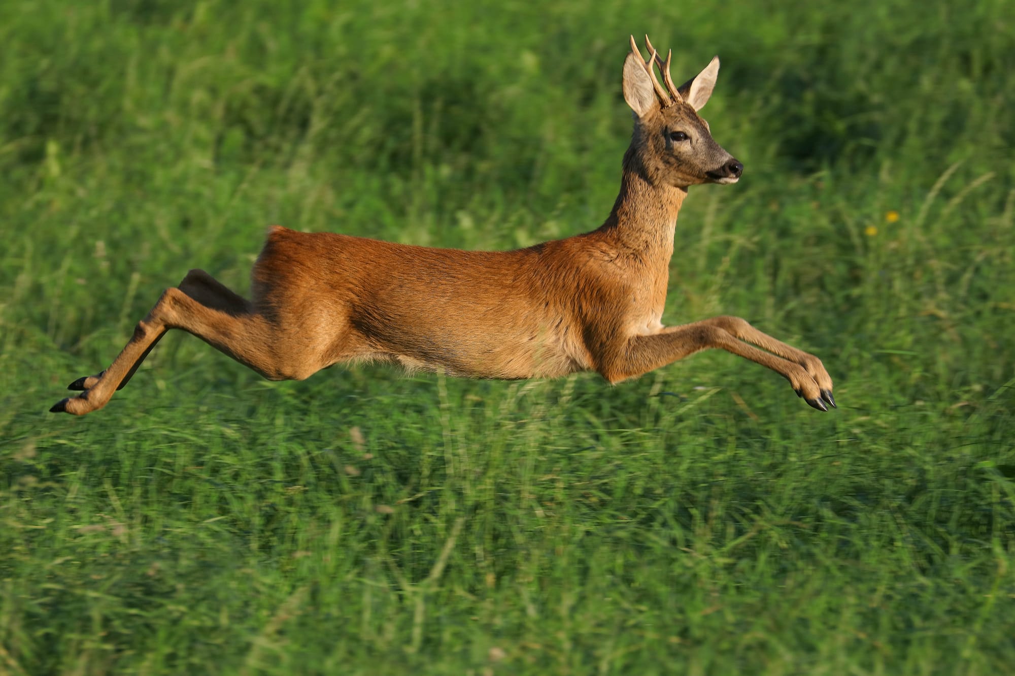 Rehbock - Tirol - Ampass - Ebenwald - Earth's Wild Wonders