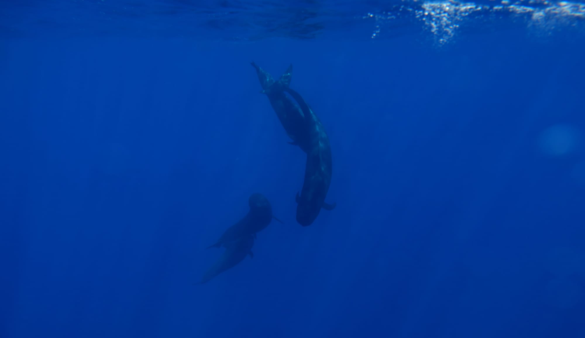 Indischer Grindwal - Pico - Azoren - Portugal - Earth's Wild Wonders