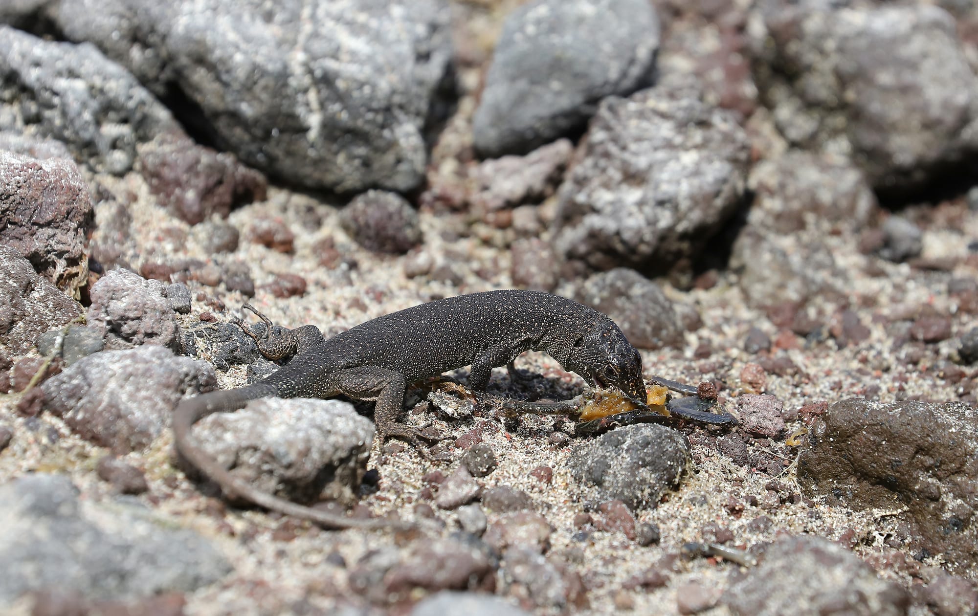 Madeiran Wall Lizard - Pico Island - Azores - Portugal - Earth's Wild ...
