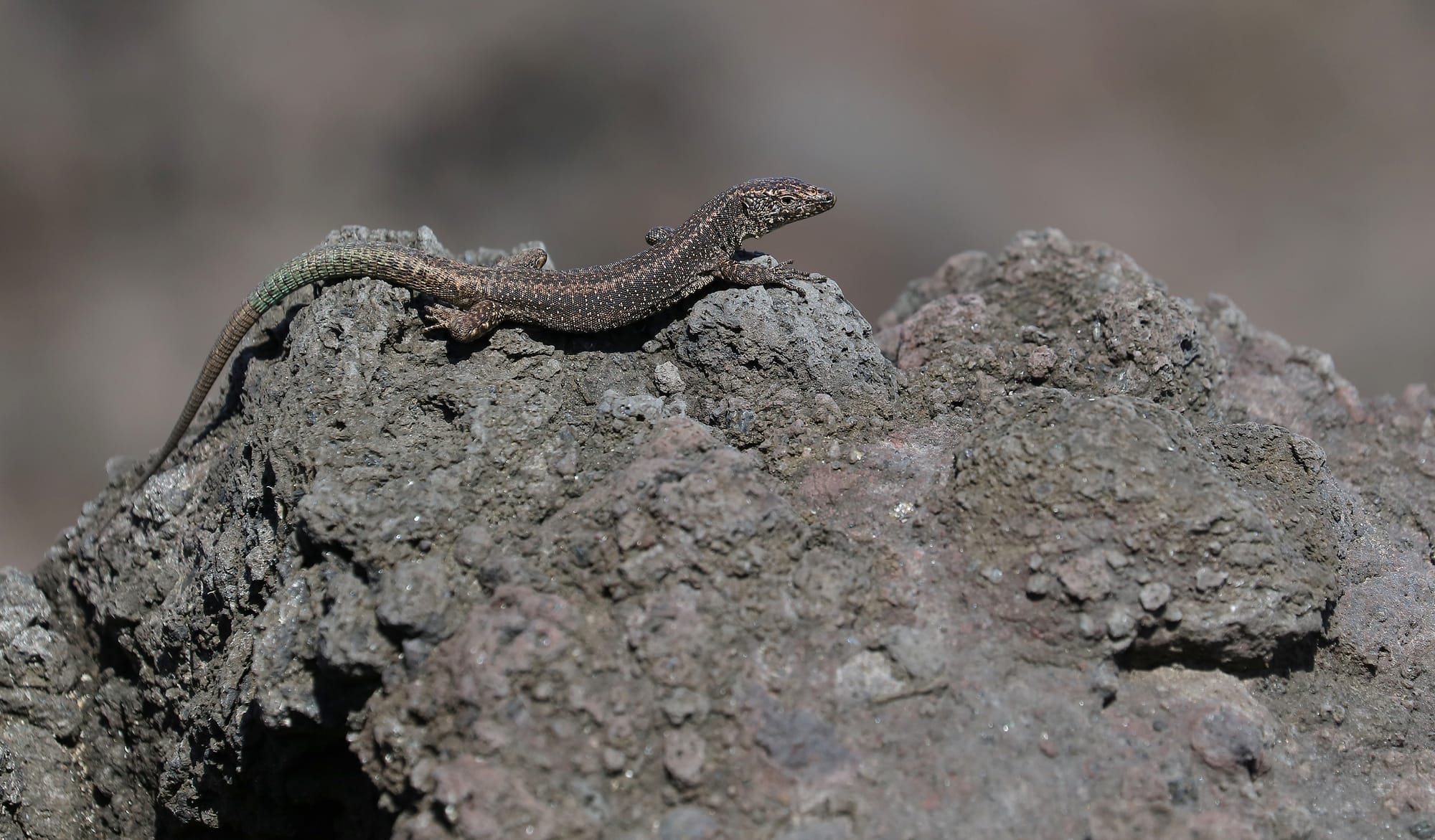 Madeiran Wall Lizard - Pico Island - Azores - Portugal - Earth's Wild ...