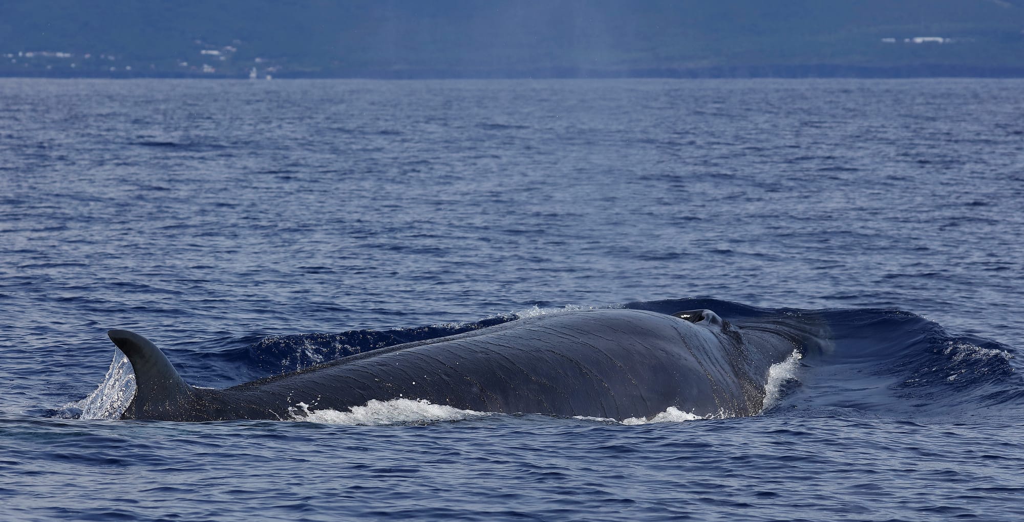 Seiwal - Pico - Azoren - Portugal - Earth's Wild Wonders
