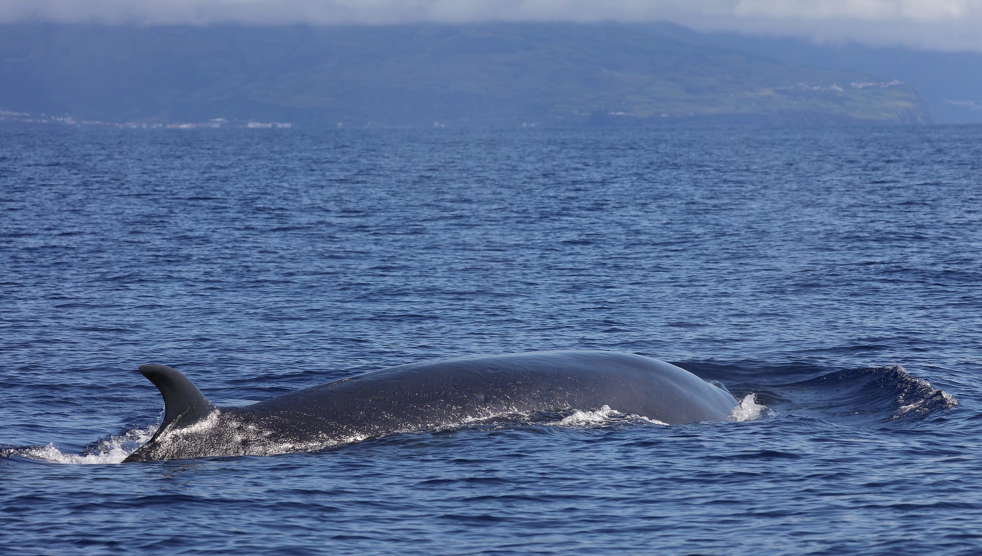 Seiwal - Pico - Azoren - Portugal - Earth's Wild Wonders