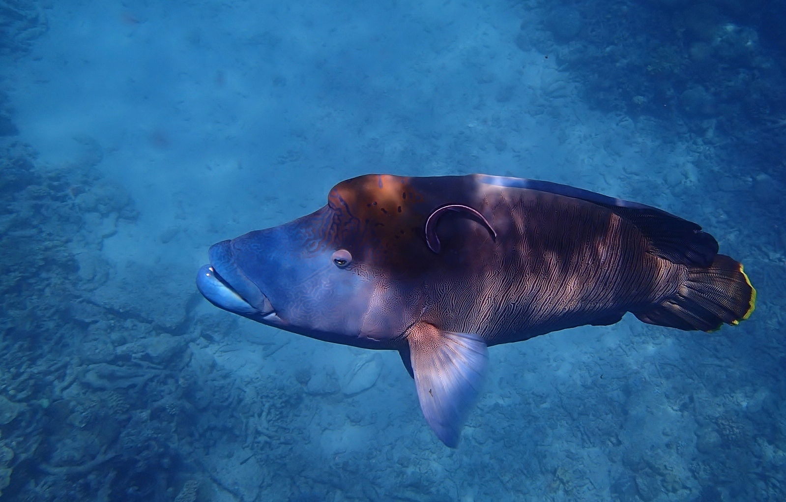Humphead Wrasse - Great Barrier Reef - Queensland - Australia - Earth's ...