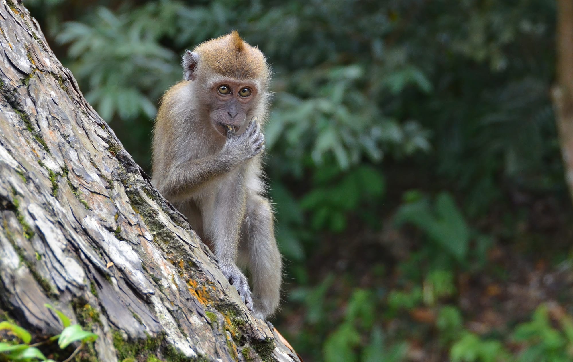 Long-tailed Macaque - MacRitchie Reservoir Park - Singapore - Earth's ...